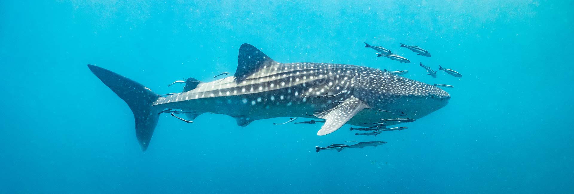 August 30 is International Whale Shark Day | Travel Blog