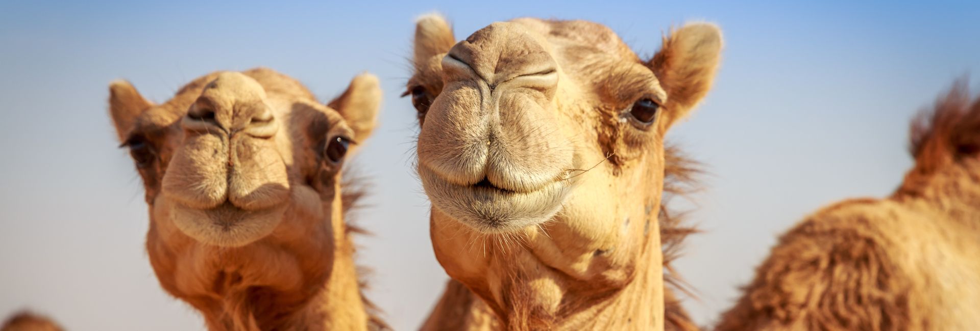 Camel Rides in Cabo San Lucas | Things to Do in Cabo | Blog